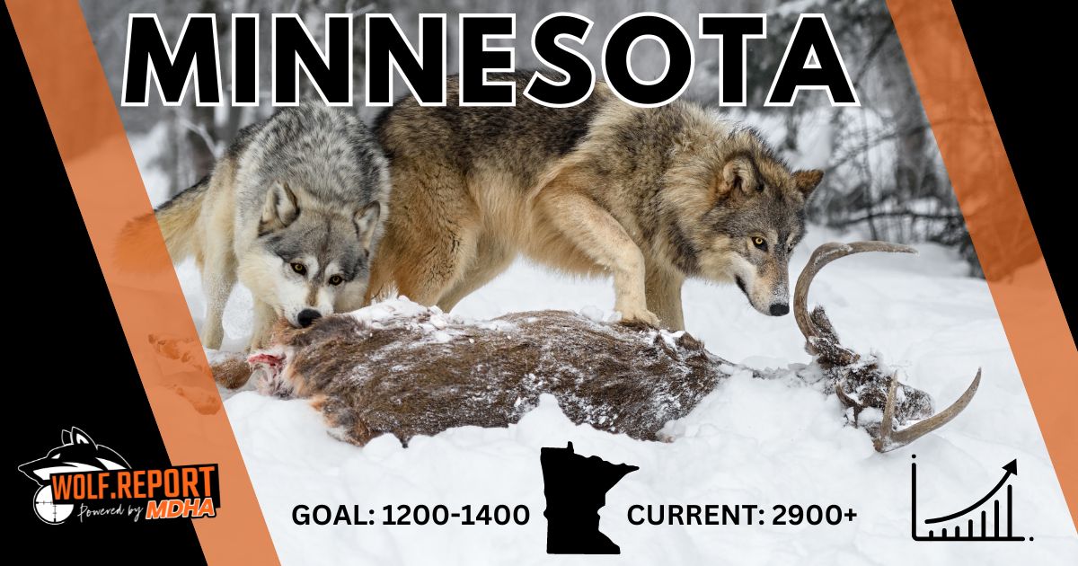 The Wolf Population in Minnesota Has Reached Its Goal. Now We Need to Manage It.